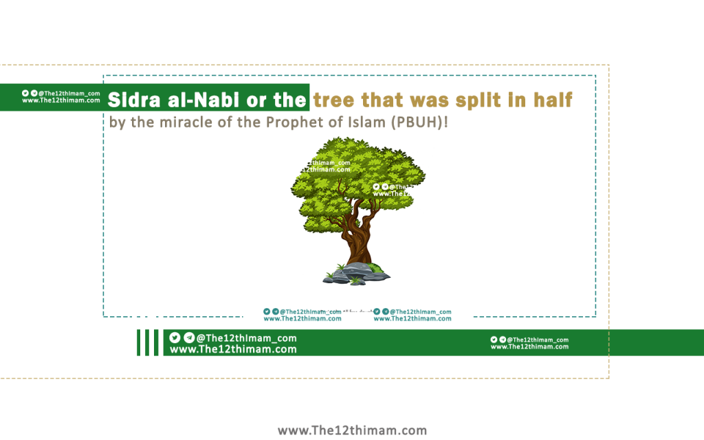 Sidra al-Nabi or the tree that was split in half by the miracle of the ...